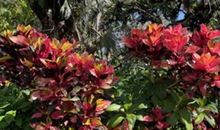 Home Pinecrest Gardens