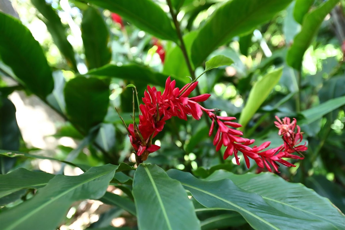 Garden Guide Pinecrest Gardens