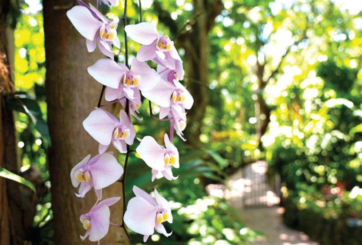 Orchids in the Gardens Pinecrest Gardens
